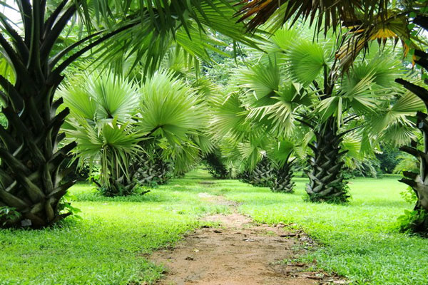 Hôtels et visites touristiques à Limbé au Sud-Ouest Maresa voyage